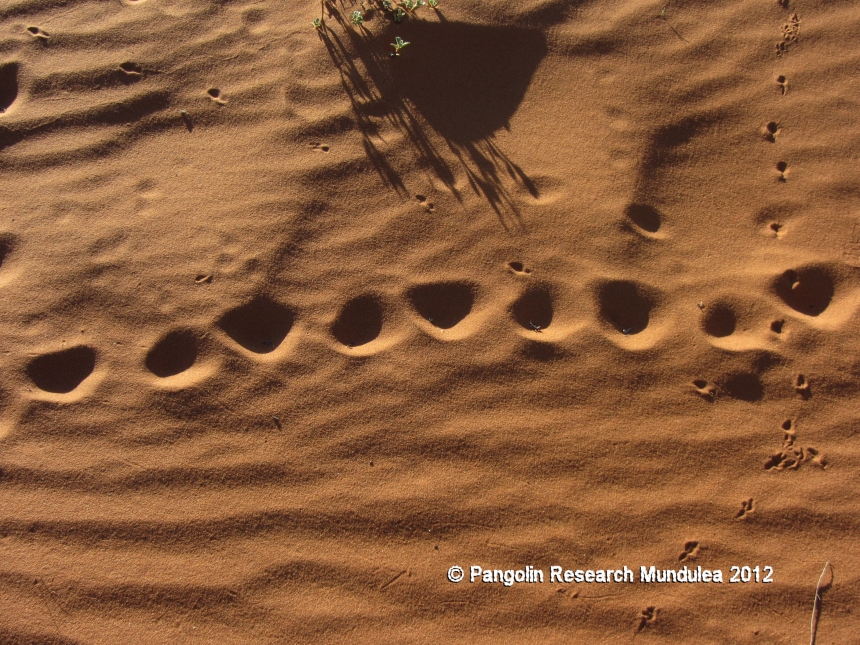 Pangolins have a distinct footprint. Their front claw curves in as they ...