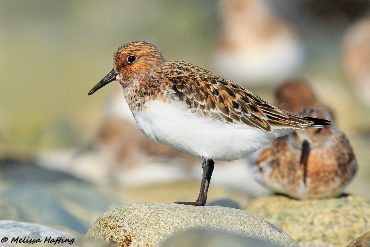 I love Sanderlings...especially in breeding plumage + my House Wrens ...