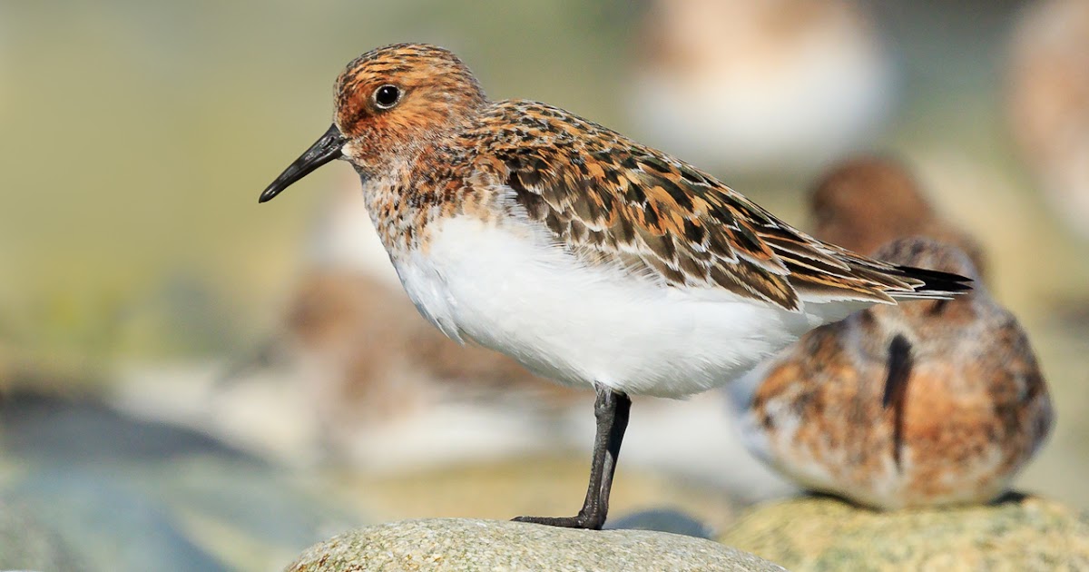 I love Sanderlings...especially in breeding plumage + my House Wrens ...