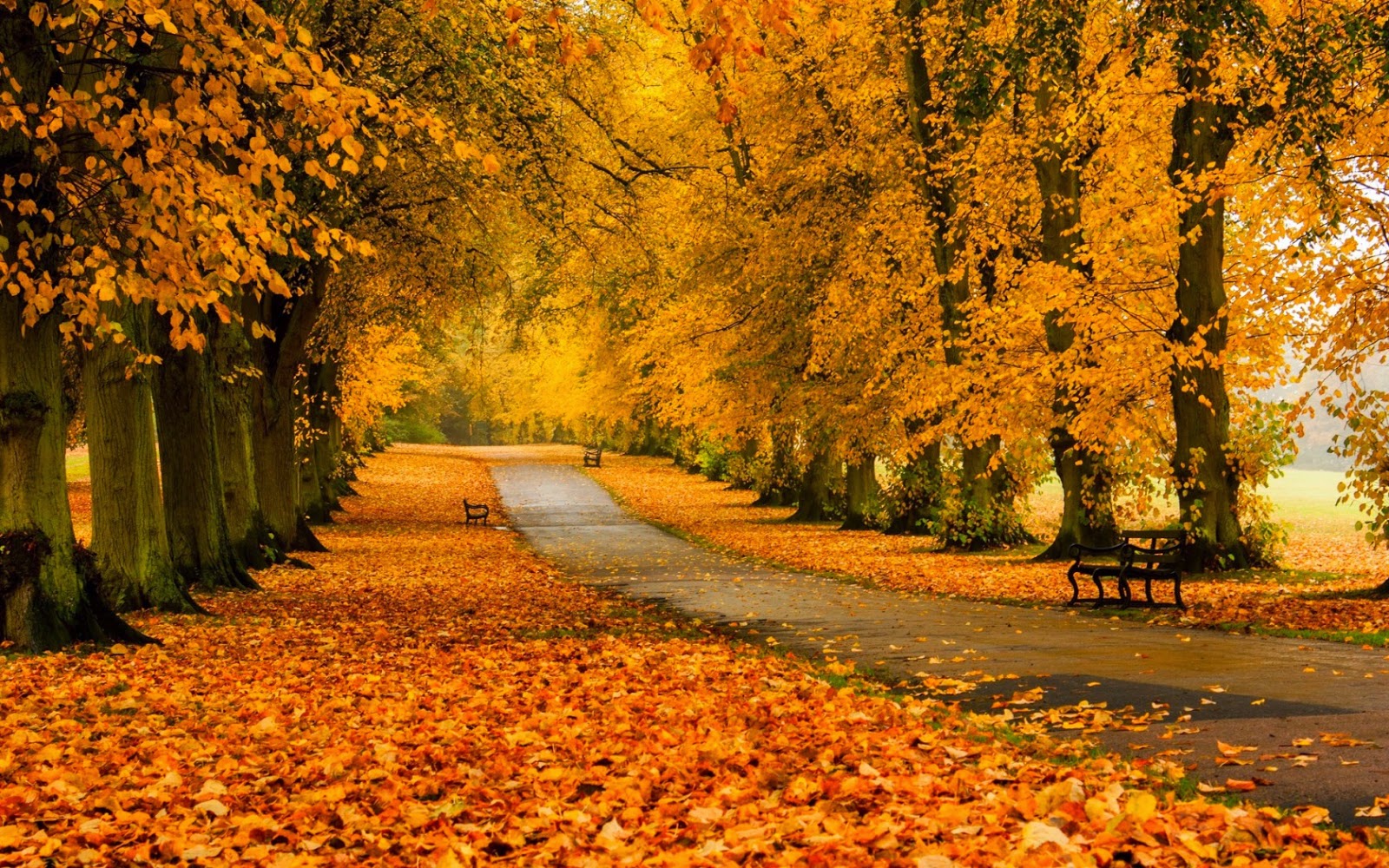 Magie de Toamna - Peisaje Frumoase de Toamna | Poze Super Misto