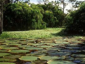 Per@ Travel: AMAZONIJA