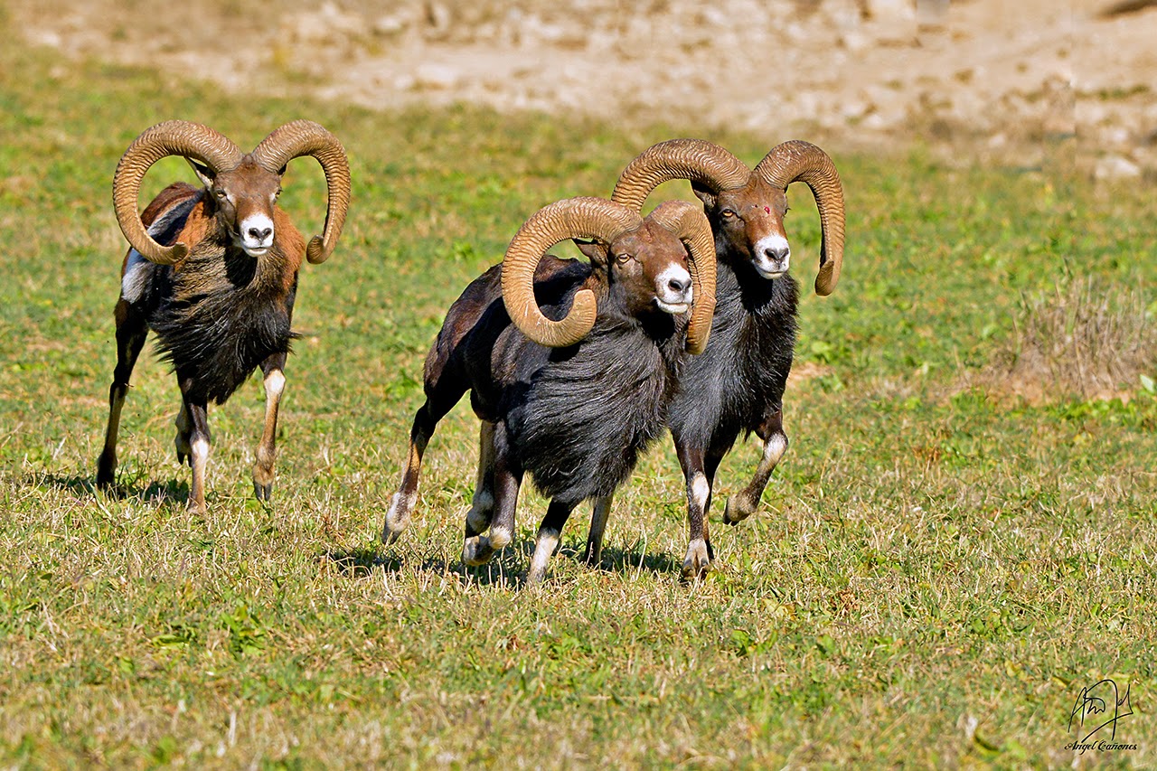 Fauna y FOTOS: Muflones a montones...