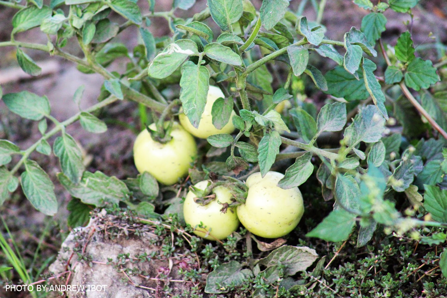 Ako si ANDREW IBOT!: Kamatis (Tomato, Lycopersicum esculentum)