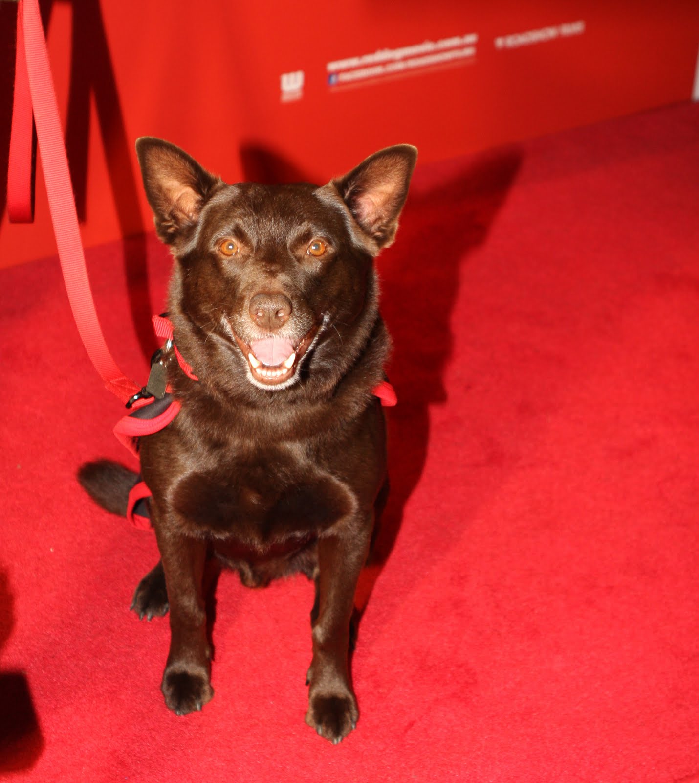 Eva Rinaldi Photography: Red Dog Sydney Movie Premier; Paws Up For ...