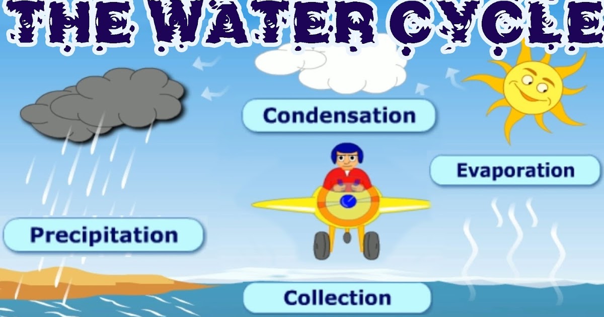 Hydrological/ Water Cycle Steps With Diagram - BioNotes
