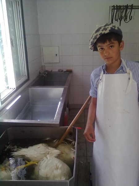 Prácticas Profesionalizantes: Faena de pollos parrilleros ~ EESA Nº 1 ...