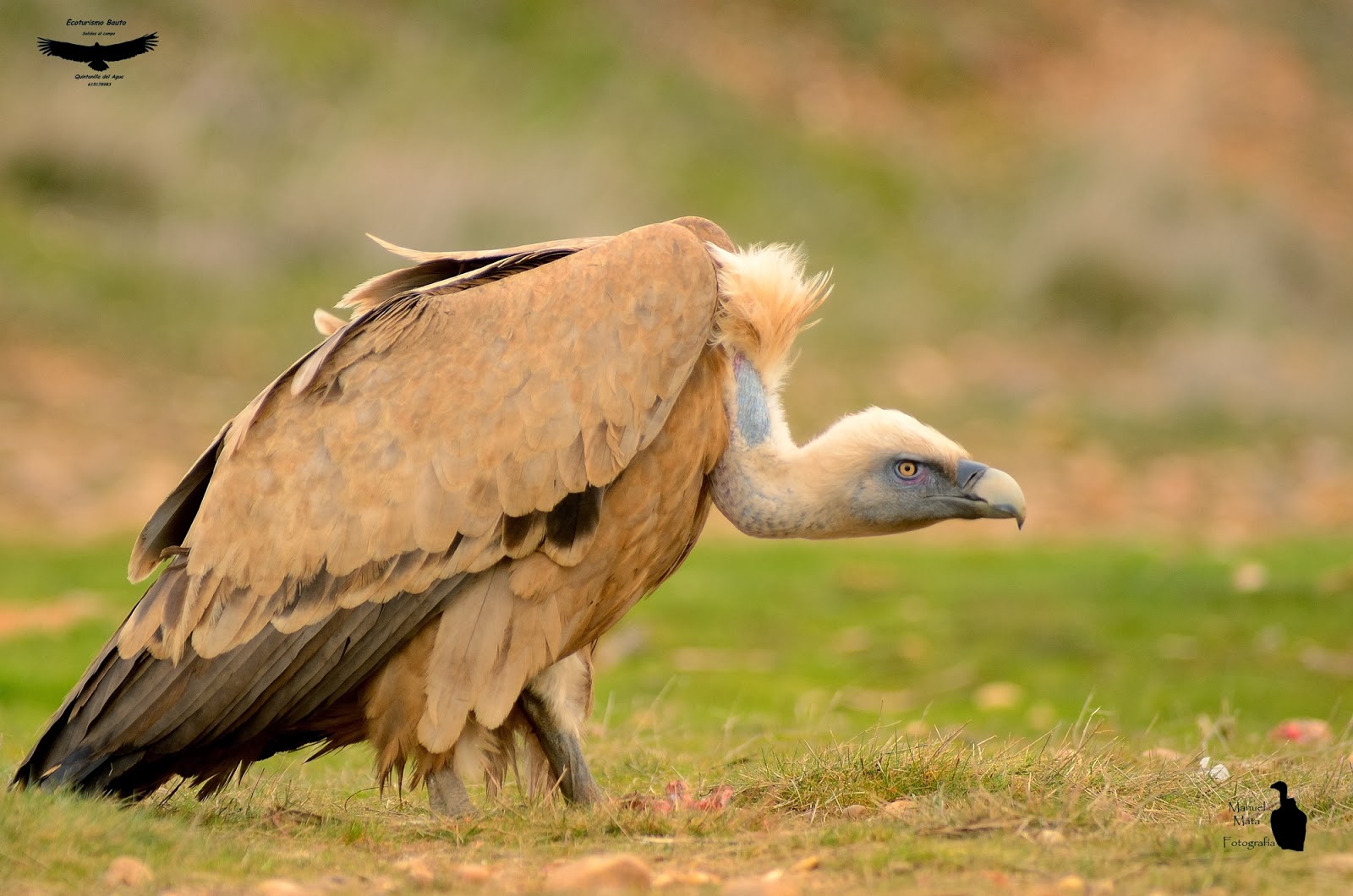 Quintanilla del Agua fauna salvaje: Entre Milanos Reales y Buitres Leonados