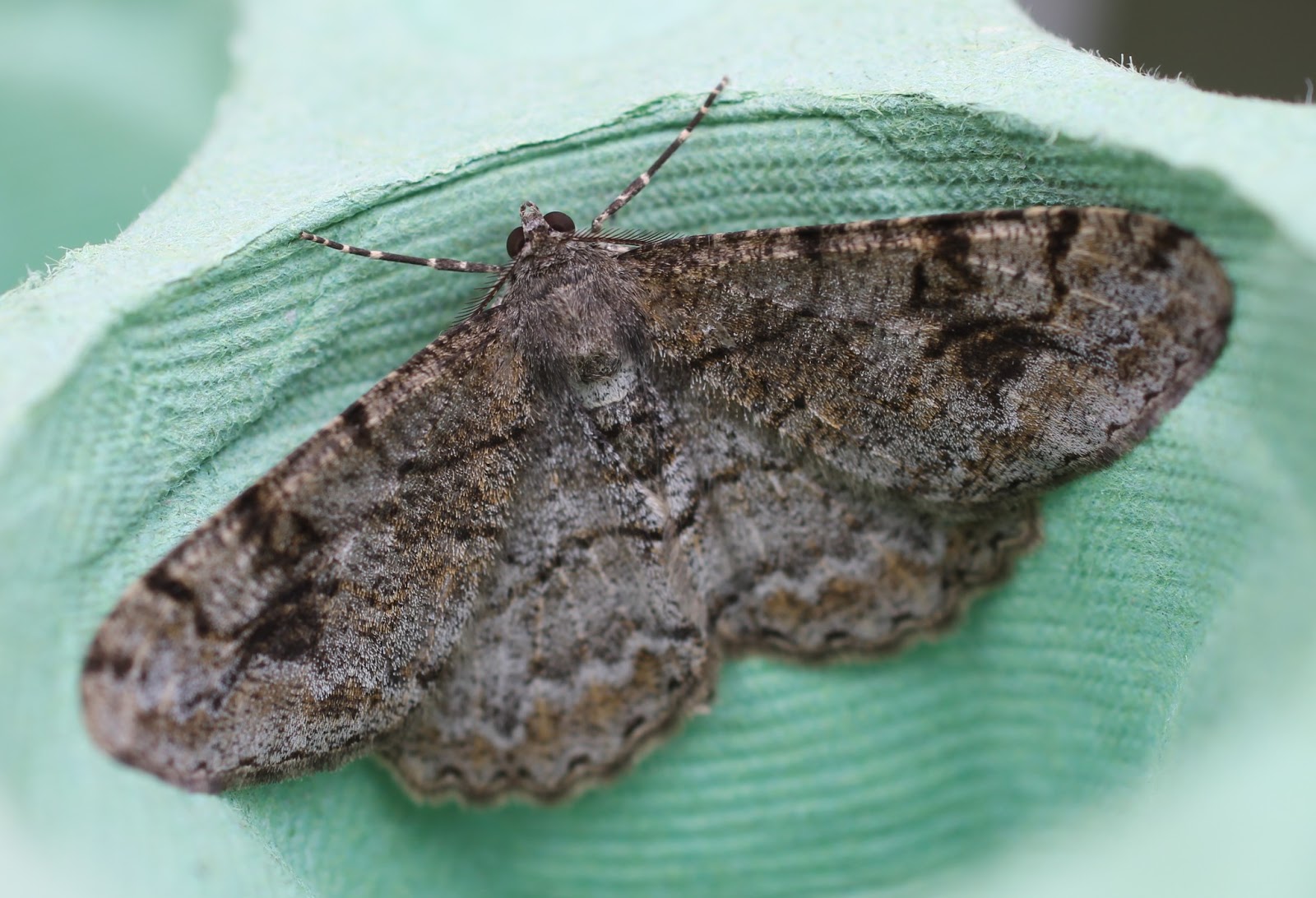 Shandy Hall Moths: 16 July 2013 - An Extensive Family.