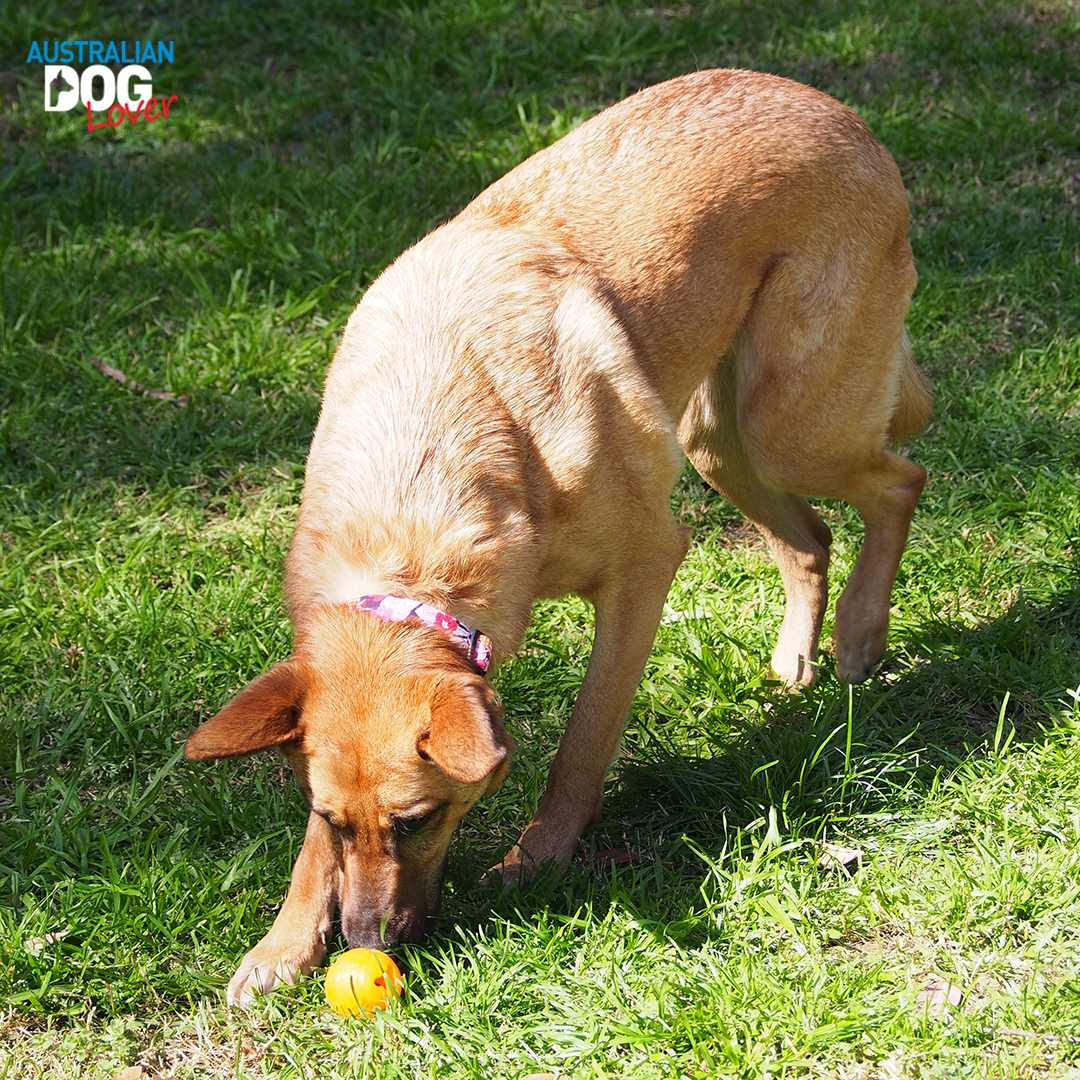 Aussie Dog Products - Buddy Ball Review | Australian Dog Lover