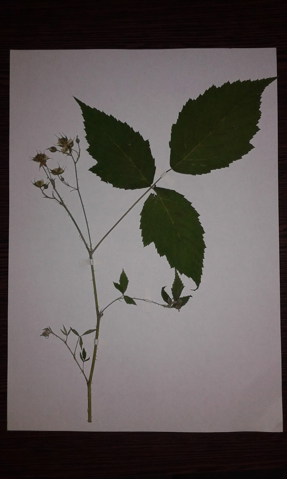 Ierbare de vanzare: Vand ierbar scolar sau pentru studentii la medicina ...