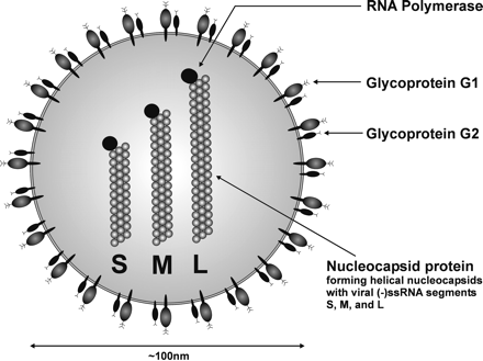 Infection Landscapes: Hantaviruses