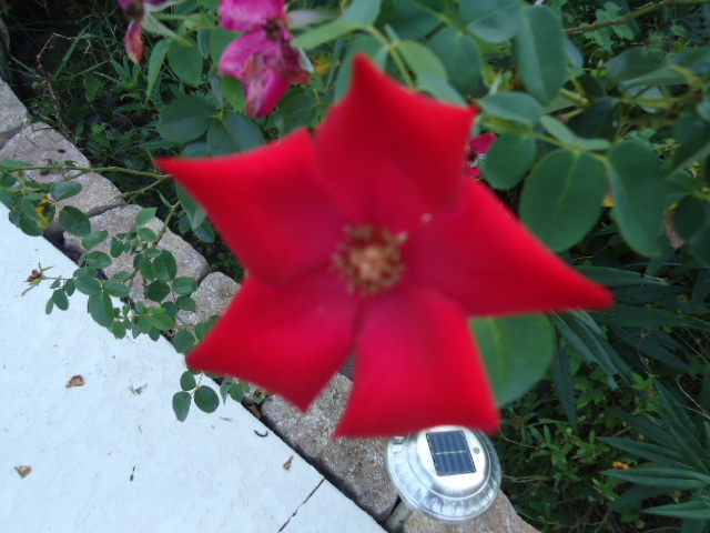 Cracker Rose Acre - Fort White - Florida: CRACKER ROSE ACRES fall ...