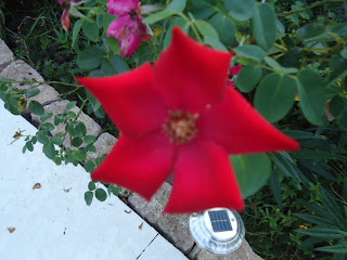 Cracker Rose Acre - Fort White - Florida: CRACKER ROSE ACRES fall ...