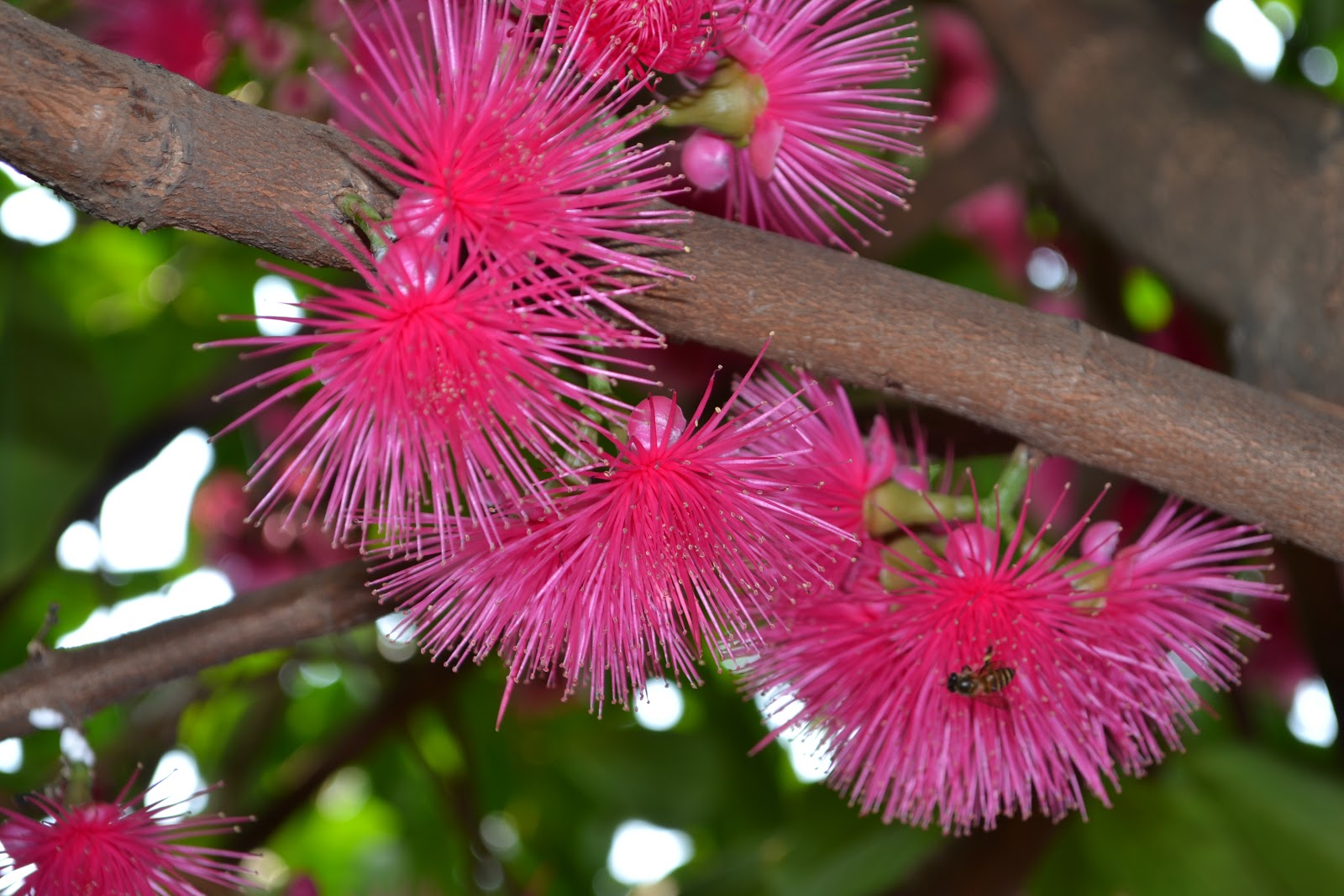 Bunga dan Buah Pohon Jambu Bol - BatikBesurek.Com