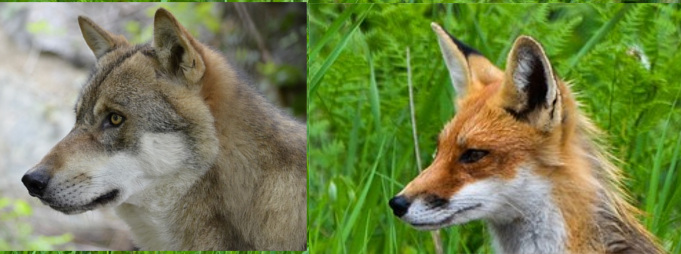 The Animal Jam Artists Collaborative: Drawing wolves compared to foxes ...