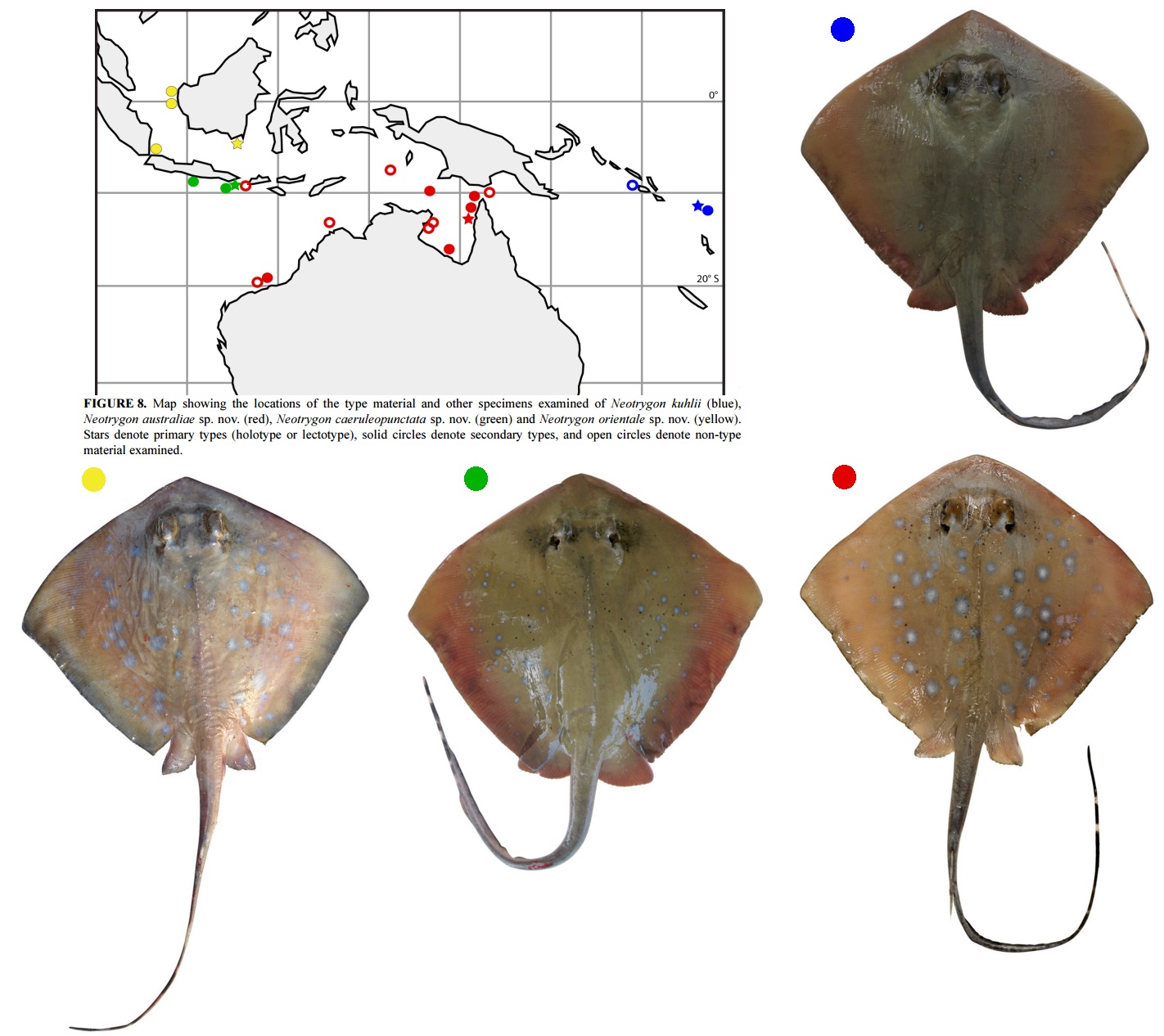 Species New to Science: [Ichthyology • 2016] Taxonomic Status of ...