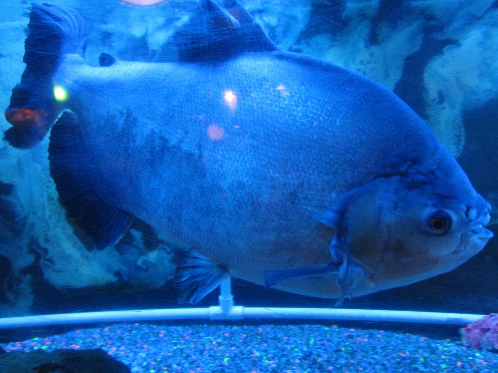 wacky tacky: Tiki Time: Bahooka