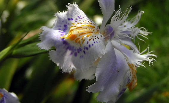 El Parque Natural Los Tunos: Flora del Parque Natural LOS TUNOS