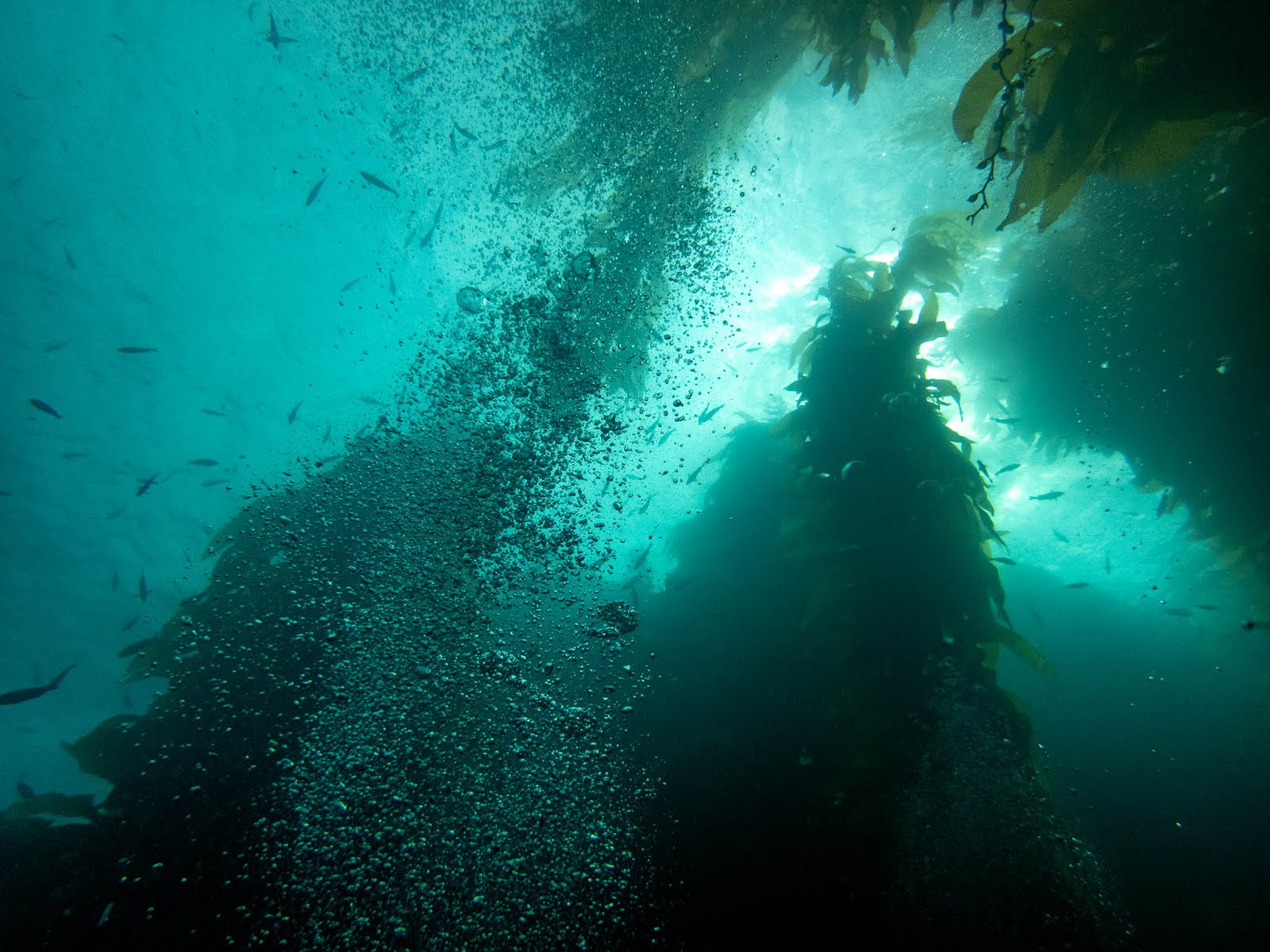 Diving Catalina Island Rock Quarry & Eagle Rock With The Pacific Star ...