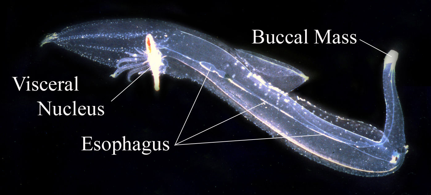 Real Monstrosities: Sea Elephant