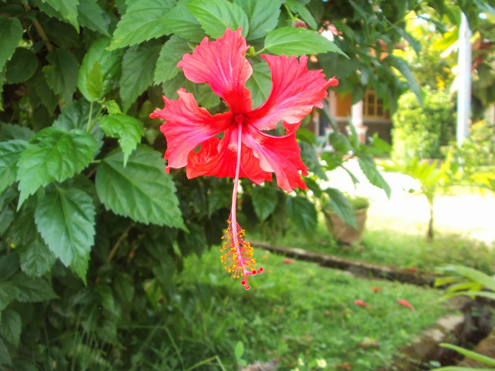Gold Generations: Masker Klorofil Dari Daun Kembang Sepatu (Hibiscus ...