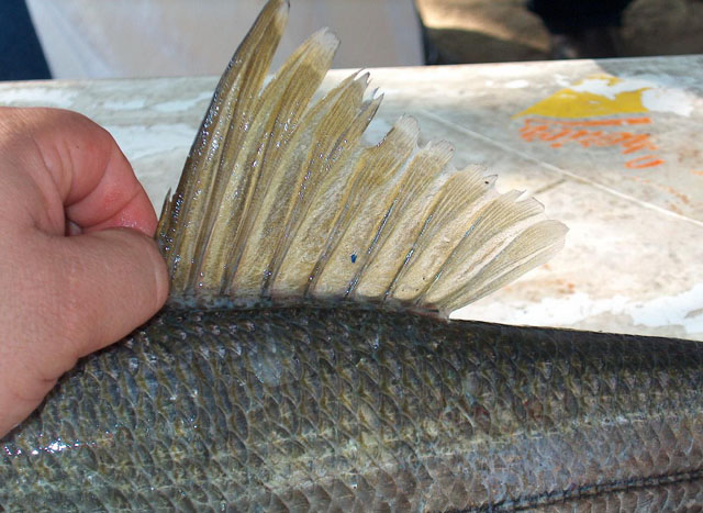 Artes de Pesca: VAMOS A PESCAR RÓBALO