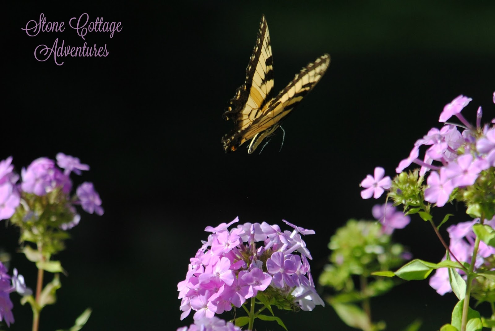 Stone Cottage Adventures: Garden Guest: Tiger Swallowtail