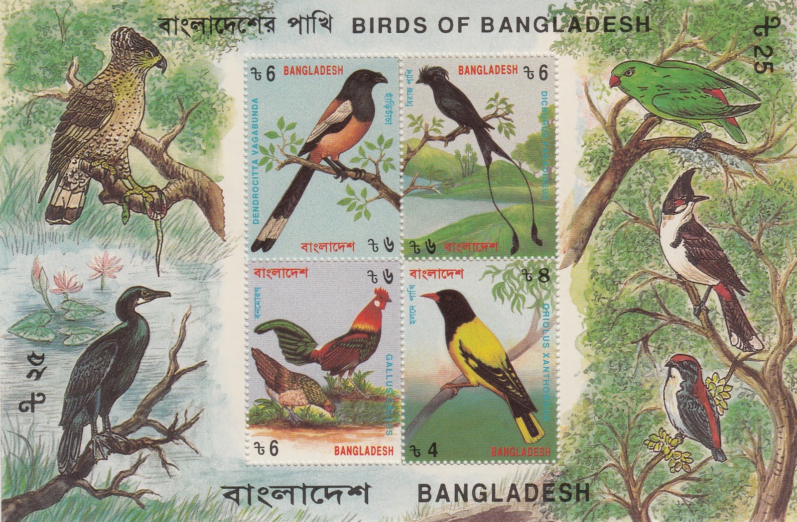 Sabora's Bird Watch: Bangladesh ~ Birds of Bangladesh