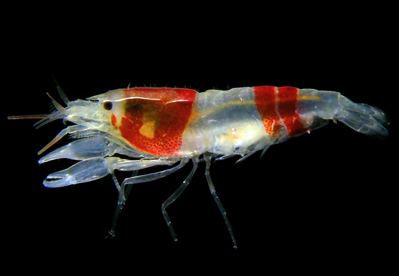 Species New to Science: [Crustacea • 2017] Strongly Carinate Species of ...