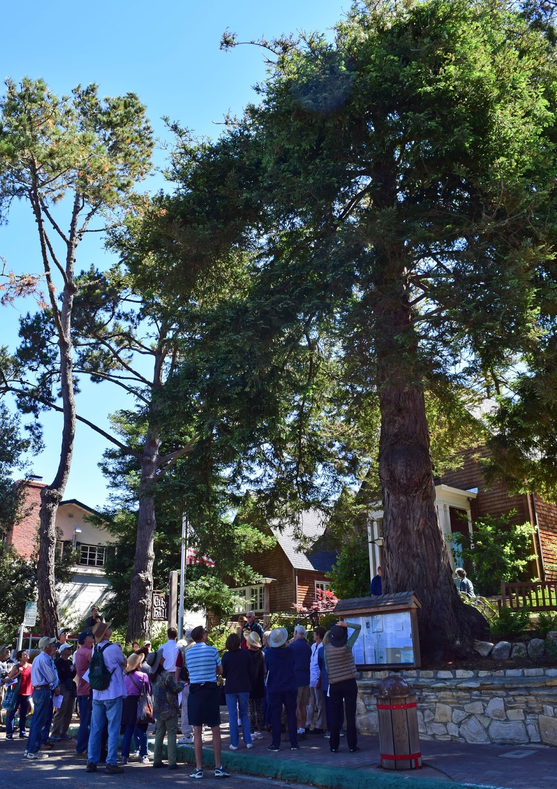 Friends of Carmel Forest Tree Tour with Dr. Matt Ritter 2016 - Carmel ...