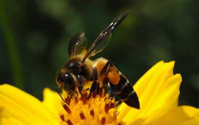 Apis laboriosa video