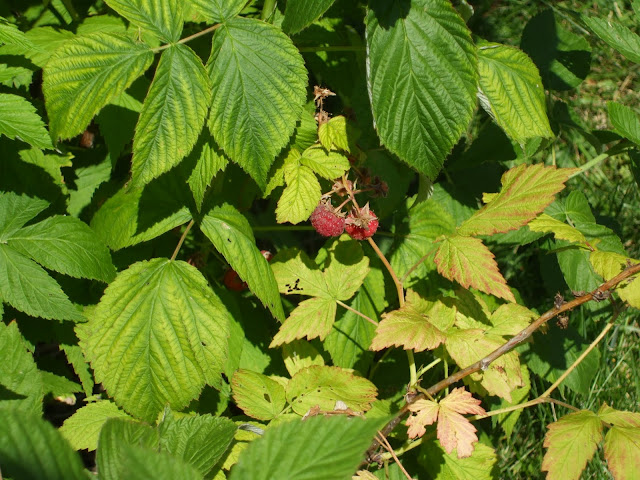 God's Growing Garden: Everbearing Raspberry Plant