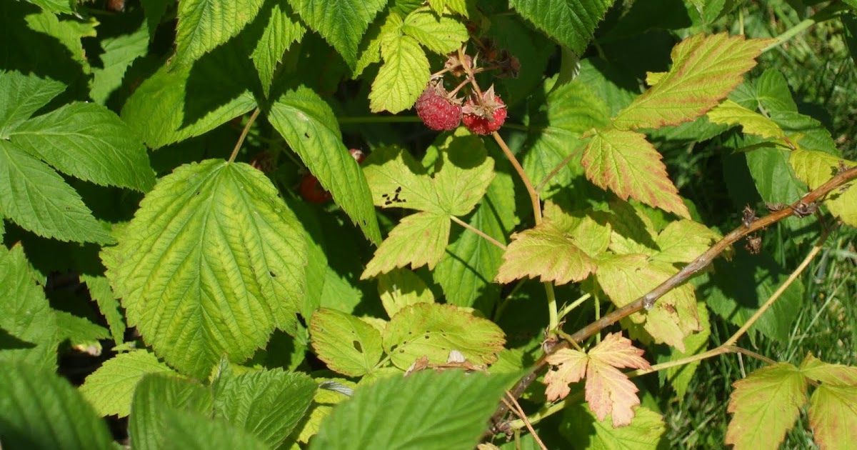 God's Growing Garden: Everbearing Raspberry Plant