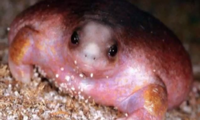 LA NATURALEZA EN CASA: Rana tortuga australiana (Myobatrachus gouldii)