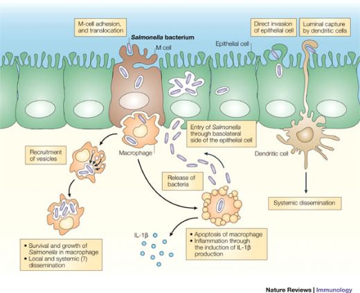 Funky Shunky: salmonella bacteria