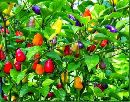 Pimenta Pirâmide Arco Iris