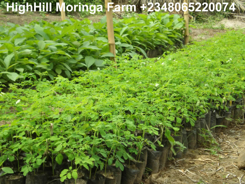 HIGHHILL MORINGA: What is Moringa Oleifera- The Tree of Life