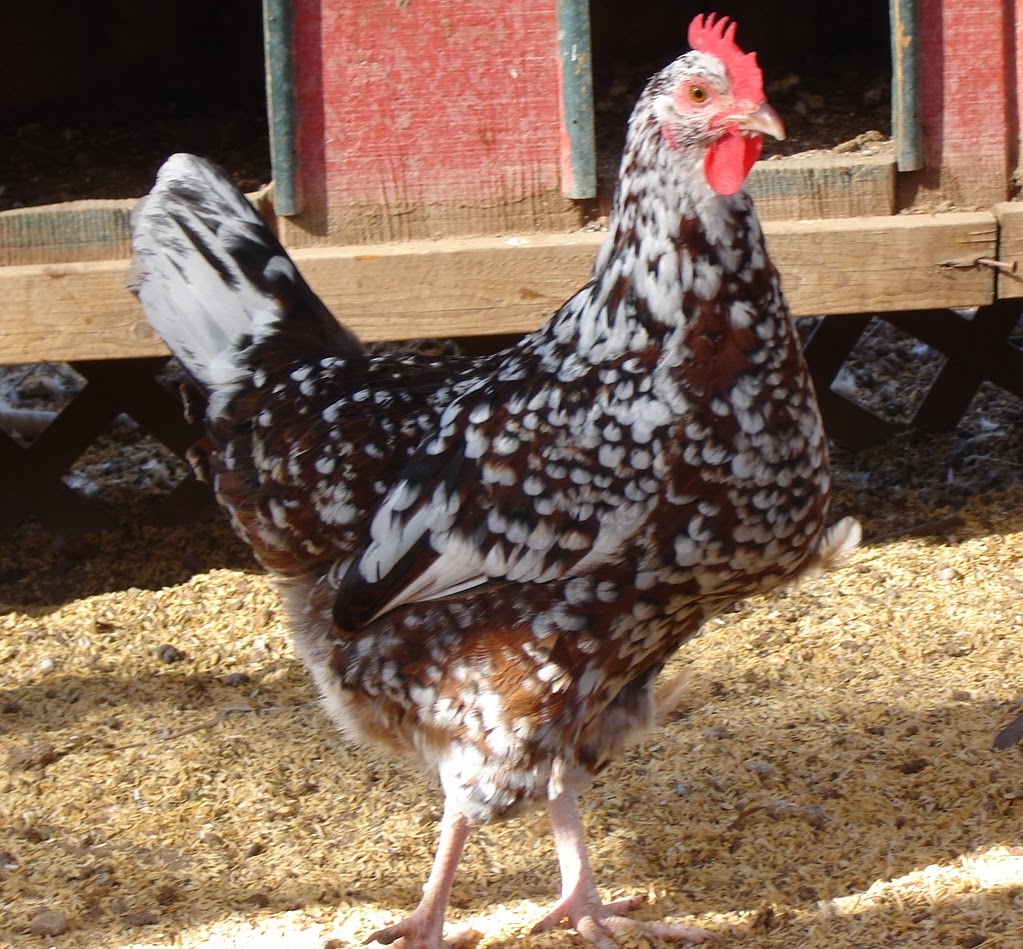 Aloha Chickens: A Very Tough Summer For Humans (And Chickens)