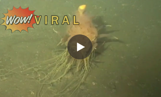 Wow Viral!: Divers Find The Flying Spaghetti Monster Under The Ocean