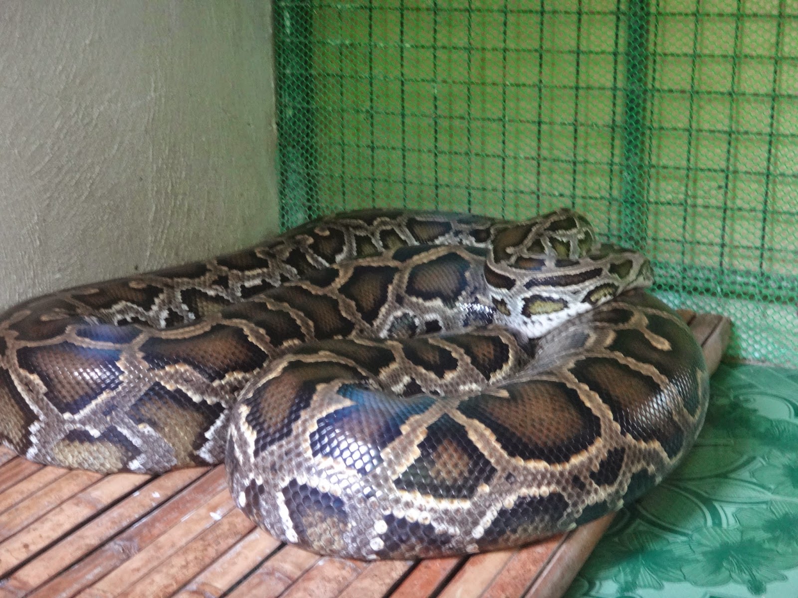 Bohol's Famous Python | The Mosbys in China