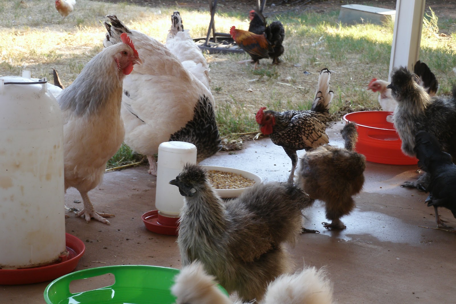 Summer Chicken Olympics - Post Pics! | Page 3 | BackYard Chickens ...