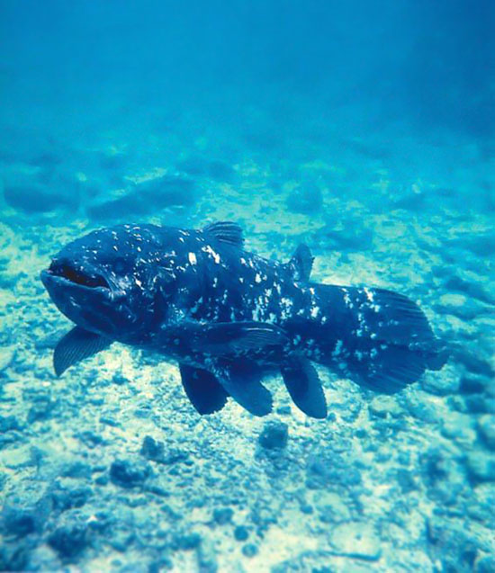 Coelacanth | The Life of Animals