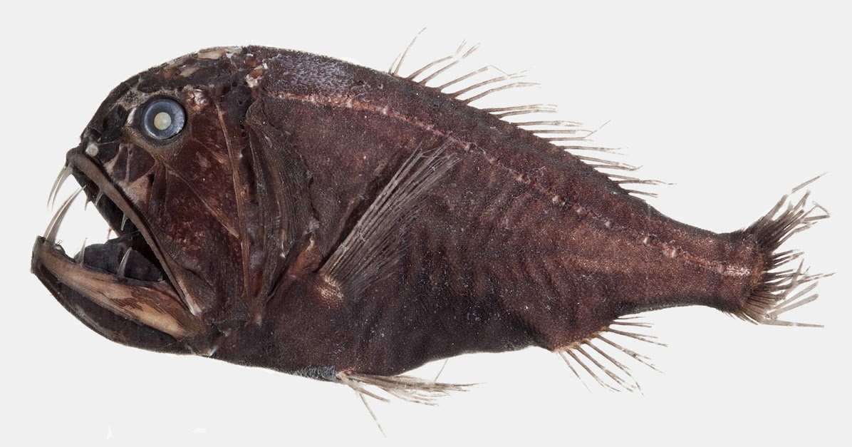 Virginia Tech Ichthyology Class : Dagger-like Teeth in Deep-Sea Fishes ...