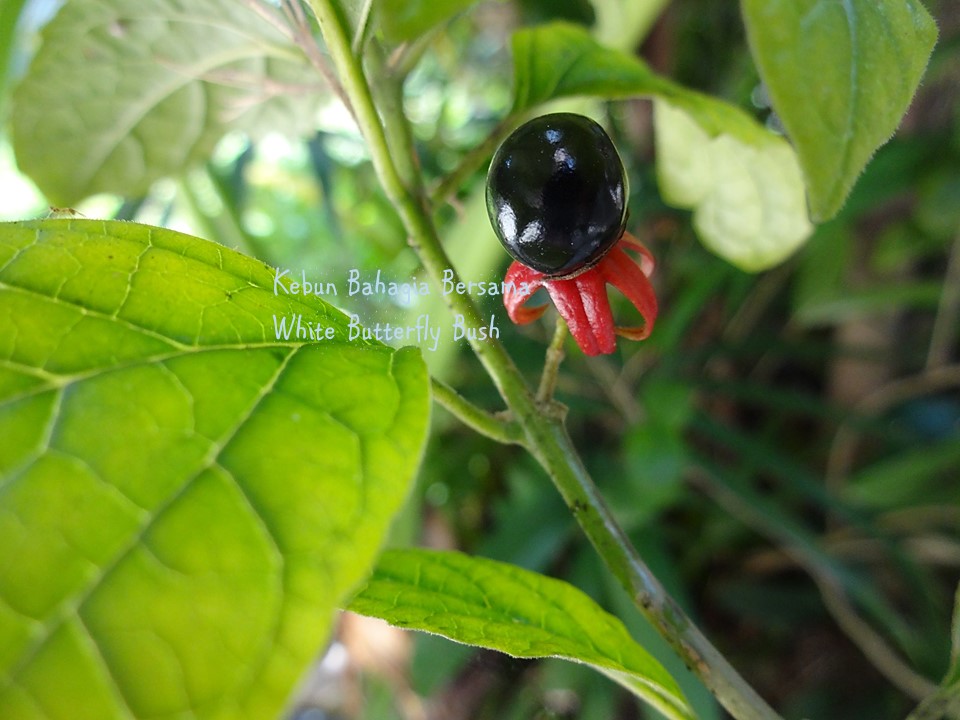 Kebun Bahagia Bersama: Kembang Bugang Berkembang di Taman Teman Kebun ...