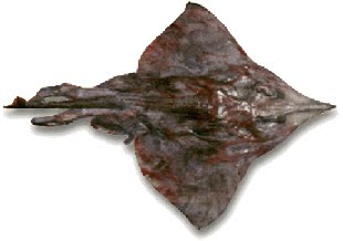 LebensArt Uruguay: Pescados Uruguay