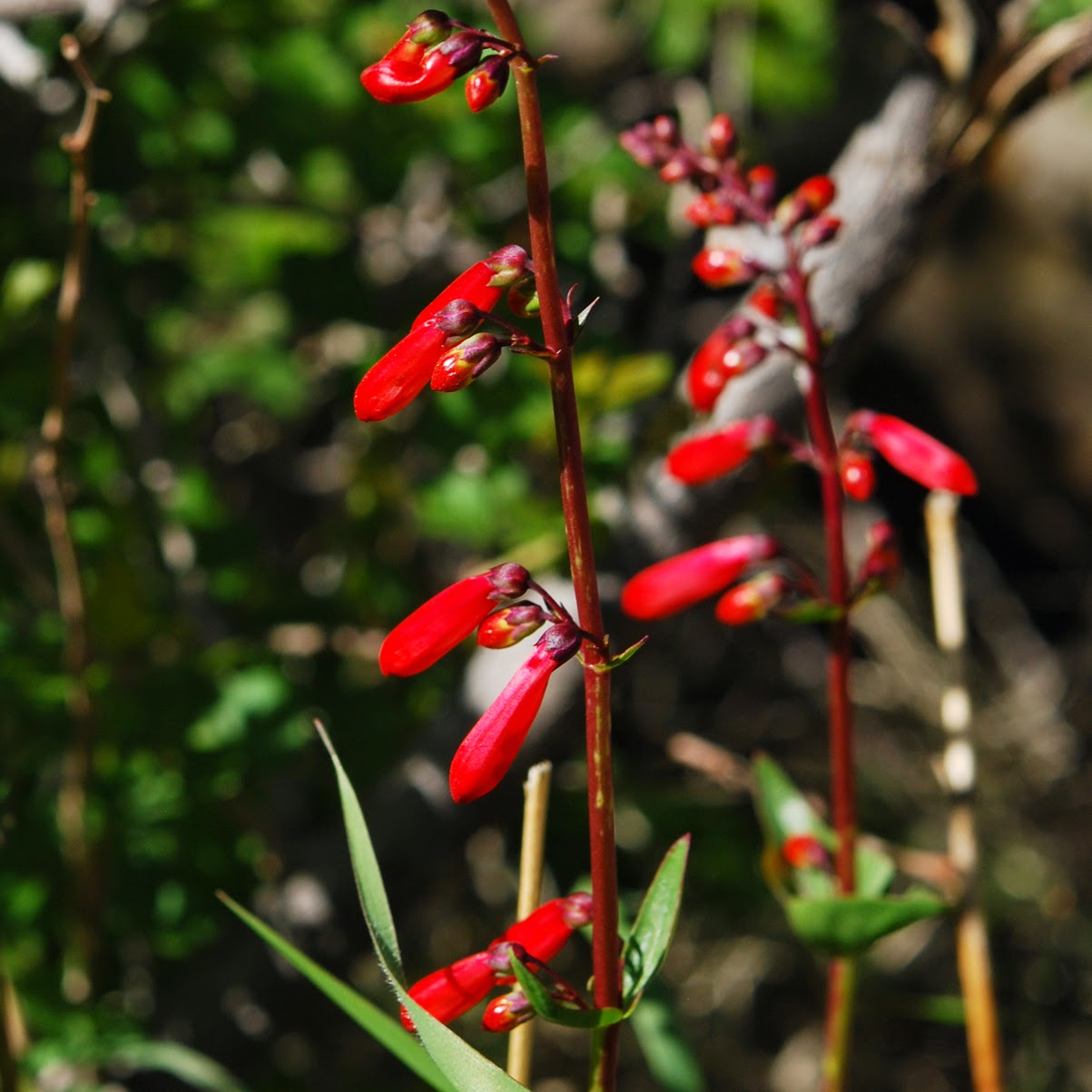 Wildflowers of the Wasatch Mountains and Bear River Range: Key to Penstemon