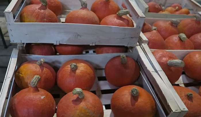 Comment sont cultivés et récoltés les potimarrons bios