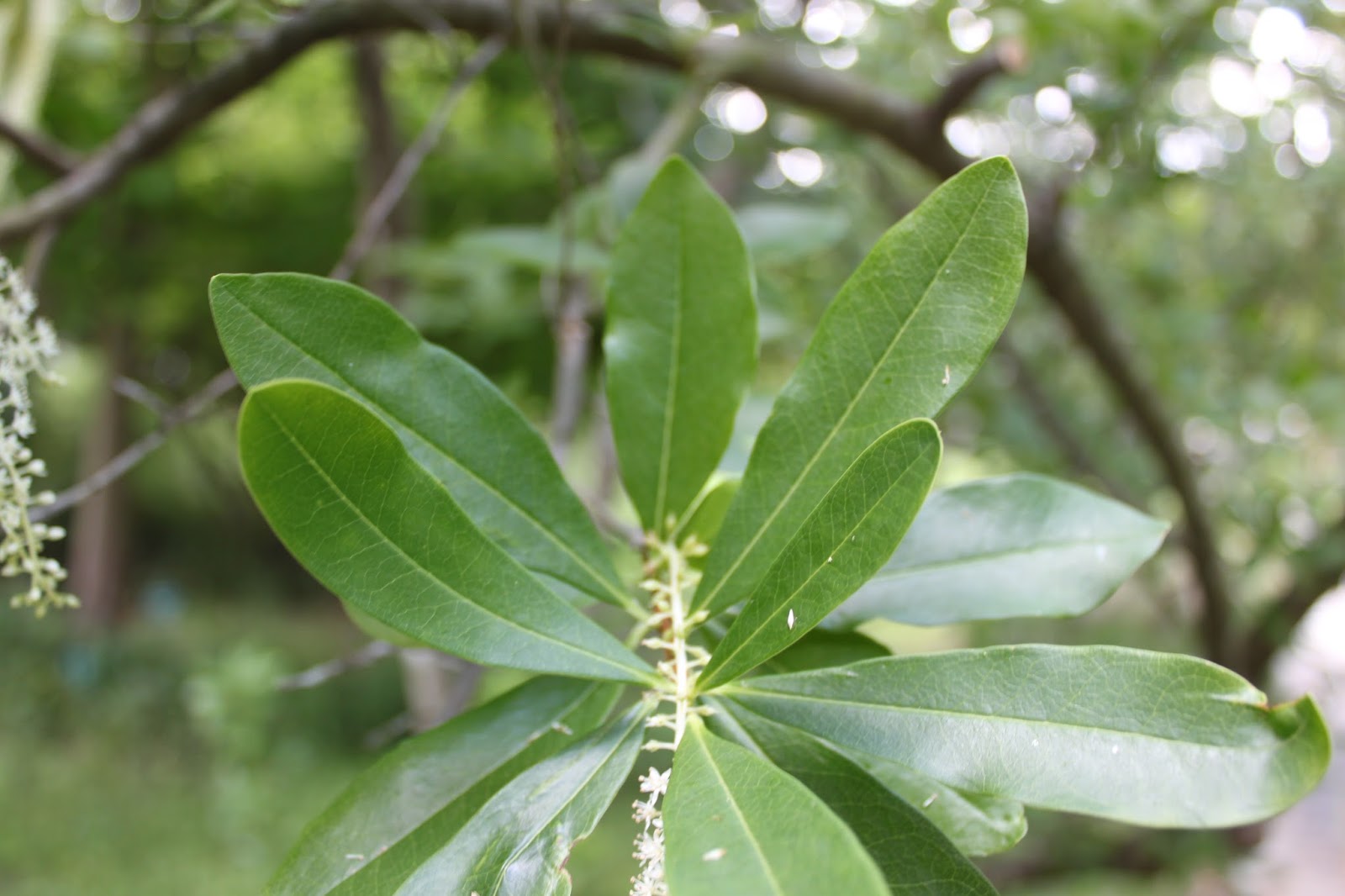 Centenary College Arboretum: Tree of the Week: Swamp Titi (Cyrilla ...