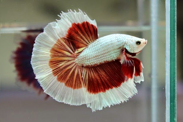 Ikan Cupang Halfmoon dan Cara Perawatannya - Betta Fish Priok