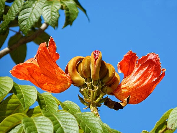 lost in Mato Grosso: Brazilian flowering tree